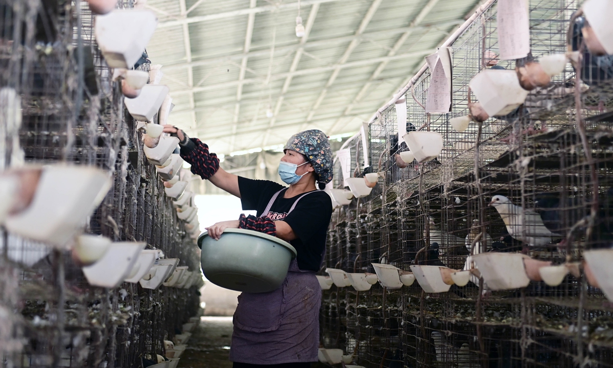 Pigeon farming - Global Times