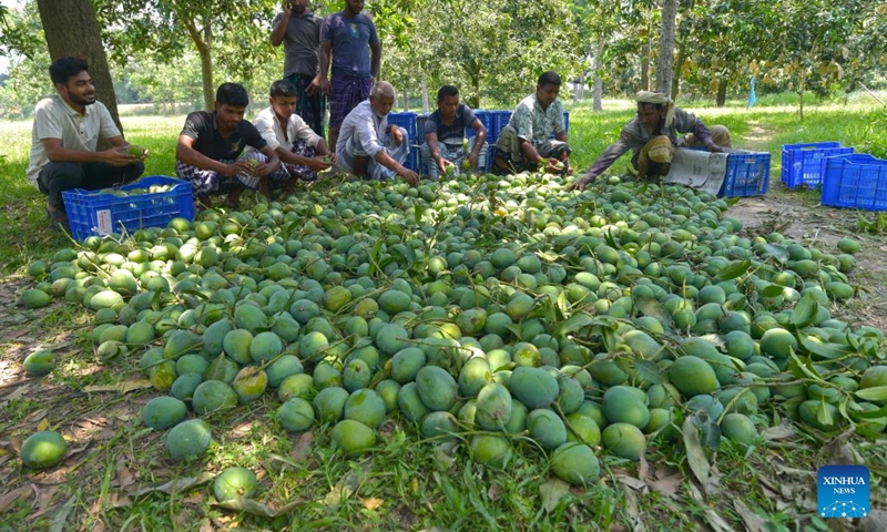 Mangoes harvested in Chapainawabganj, Bangladesh - Global Times