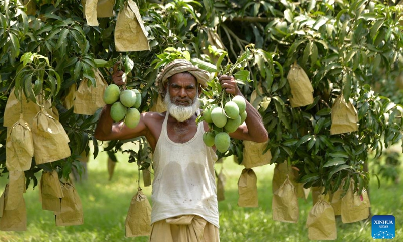 Mangoes harvested in Chapainawabganj, Bangladesh - Global Times