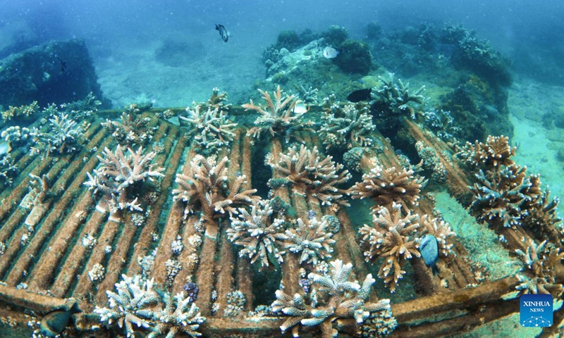 Coral coverage sees remarkable increase with conservation work in ...