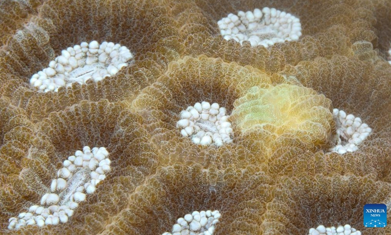 Coral coverage sees remarkable increase with conservation work in ...