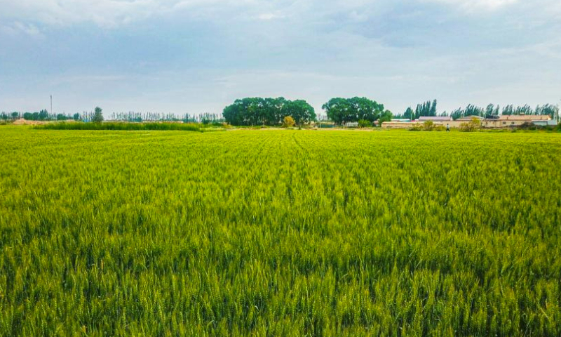 Scenery of Bayannur, N China's Inner Mongolia - Global Times