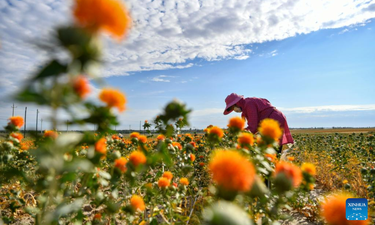 Safflowers enter harvest season in Yumin County, NW China - Global Times