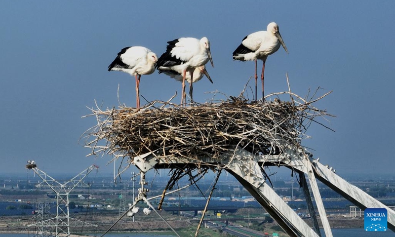 Town in Tangshan becomes habitat for oriental white storks with ...
