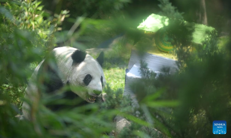 Giant panda Xin Xin celebrates 33rd birthday in Mexico - Global Times