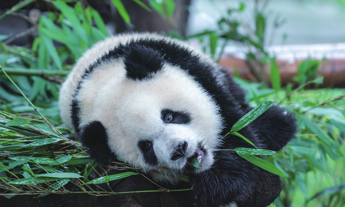 Cute panda - Global Times
