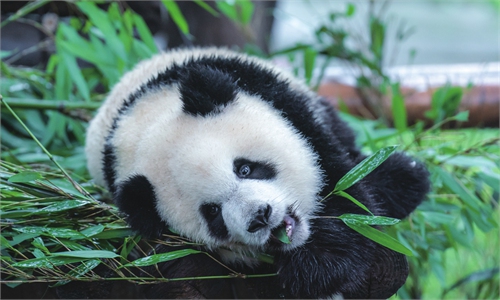 Cute panda - Global Times