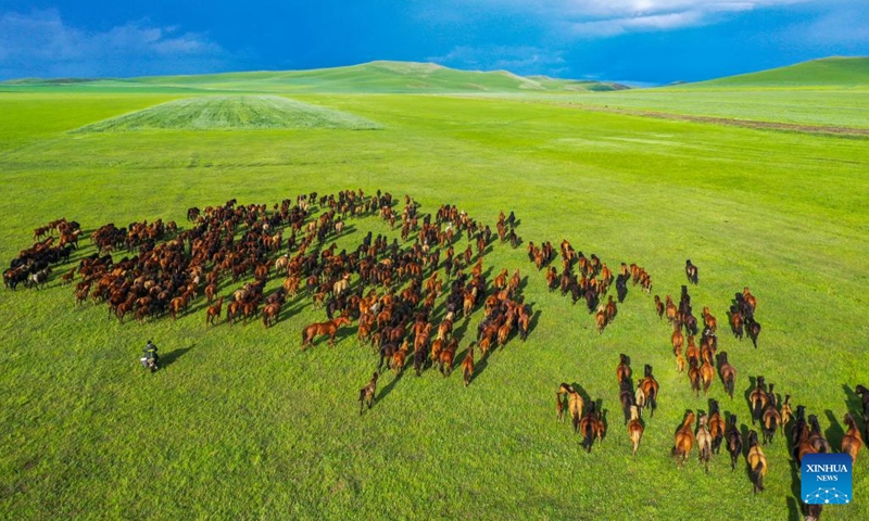 Scenery of grassland in Holin Gol, N China's Inner Mongolia - Global Times