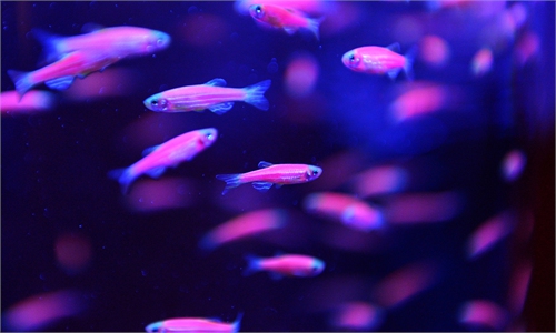 Zebrafish to be raised in Chinese space station - Global Times