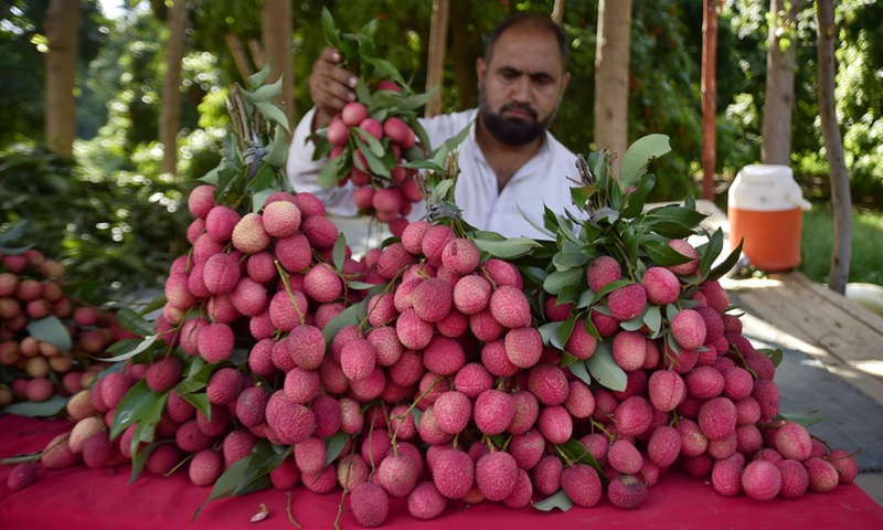 Harvest season of lychee in Pakistan - Global Times