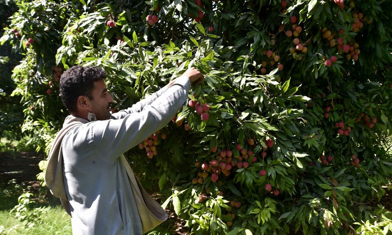 Harvest season of lychee in Pakistan - Global Times