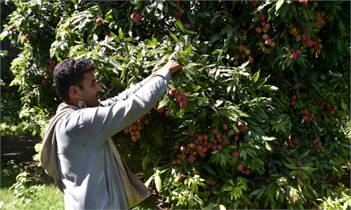 Harvest season of lychee in Pakistan - Global Times