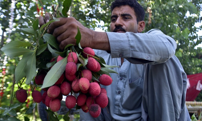 Harvest season of lychee in Pakistan - Global Times