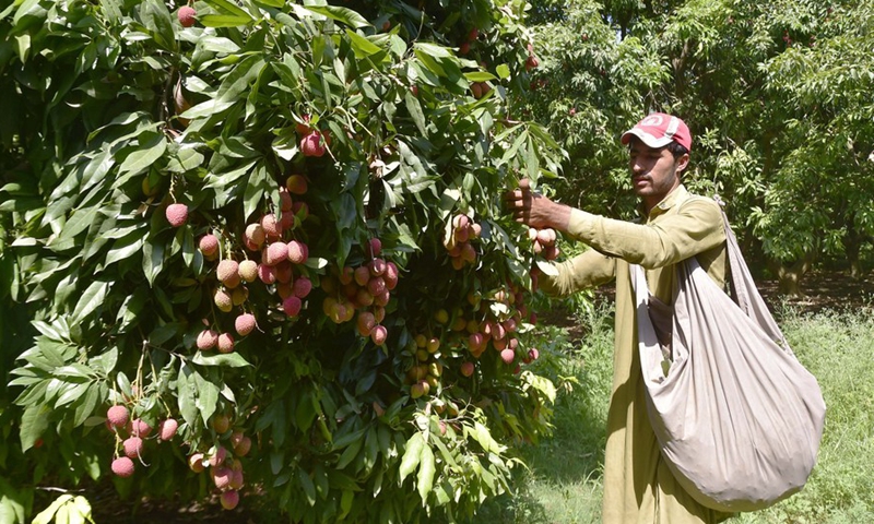 Harvest season of lychee in Pakistan - Global Times
