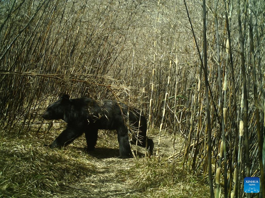 Animals seen in Gaoligong Mountain National Nature Reserve in Yunnan ...