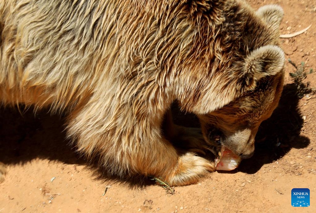 Animals eat frozen food at Israel's Safari Zoo during heat wave ...