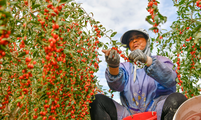 Harvest of Chinese wolfberry - Global Times