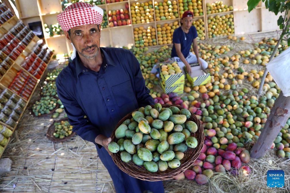 Farmers harvest mangos at farm in Egypt - Global Times