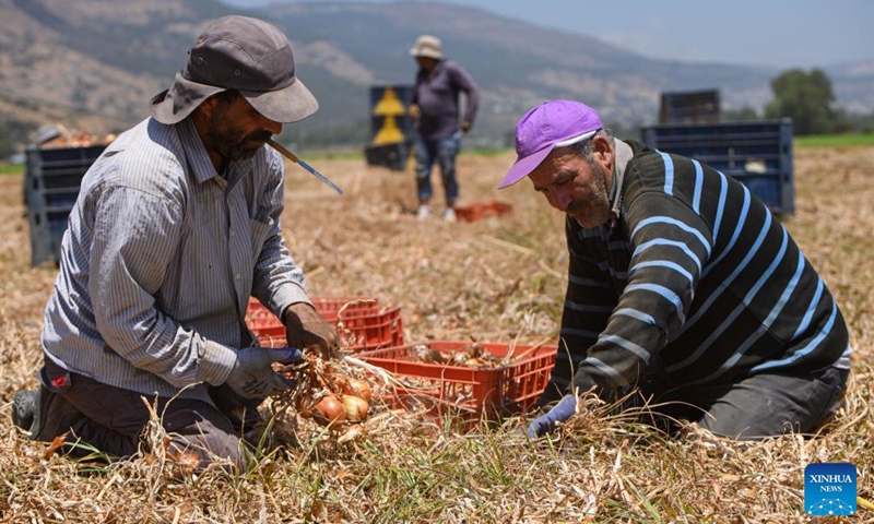 Onion harvest in northern Israel - Global Times