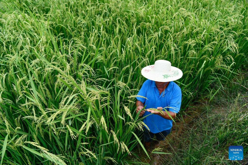 Cengong, major rice-growing county in China's Guizhou - Global Times