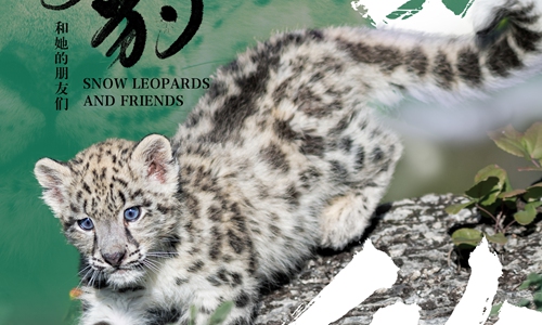 Culture Beat: Snow leopard film documentary released - Global Times