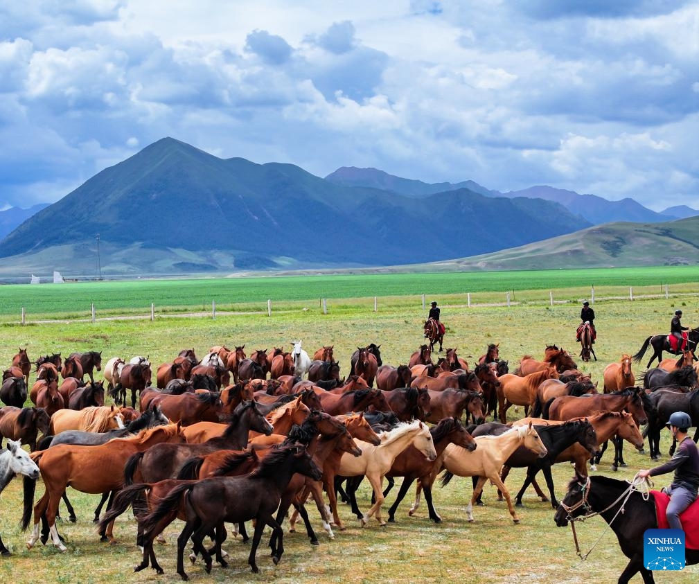 Shandan horses seen at breeding farm in NW China's Gansu - Global Times