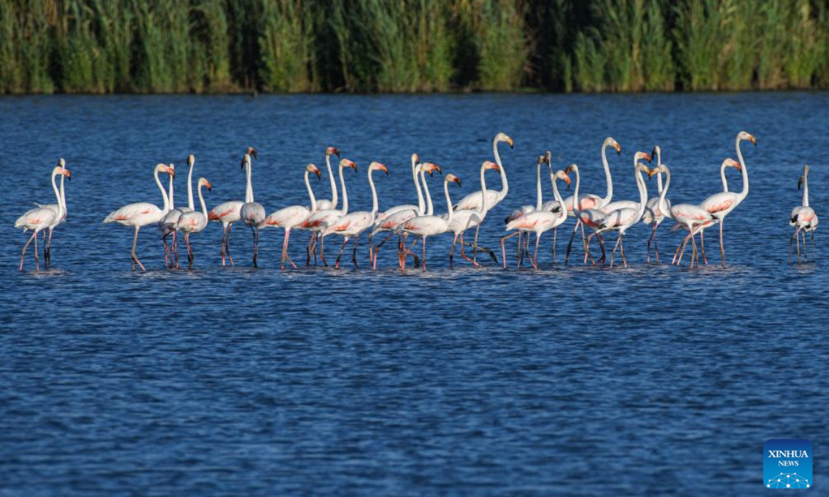 Flamingos seen in Agamon Hula Lake area in Israel - Global Times