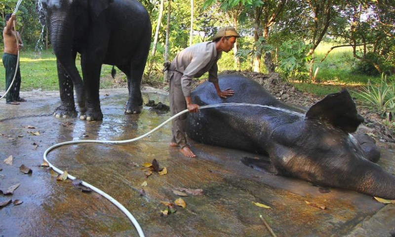 World Elephant Day marked in Lampung, Indonesia - Global Times