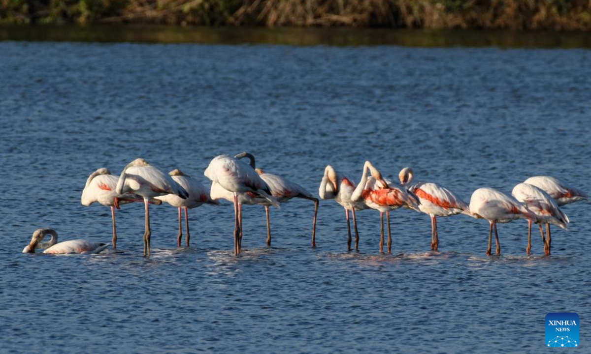 Flamingos seen in Agamon Hula Lake area in Israel - Global Times