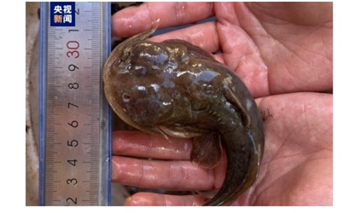 Extremely rare fish species reappears in NW China after more than 40 ...