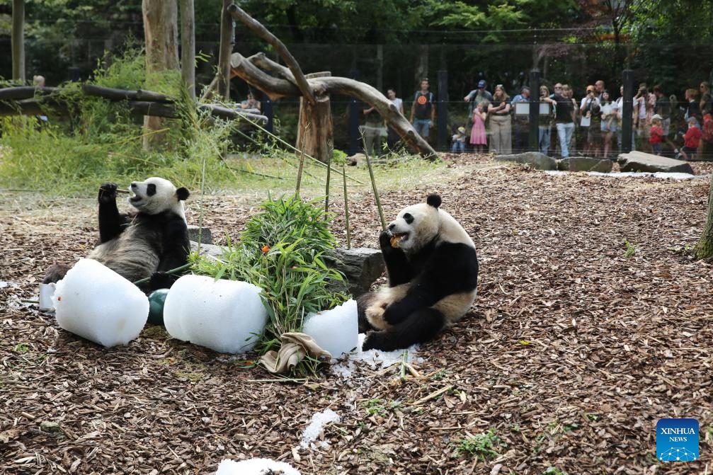 Panda twins celebrate 4th birthday at Pairi Daiza zoo in Belgium ...