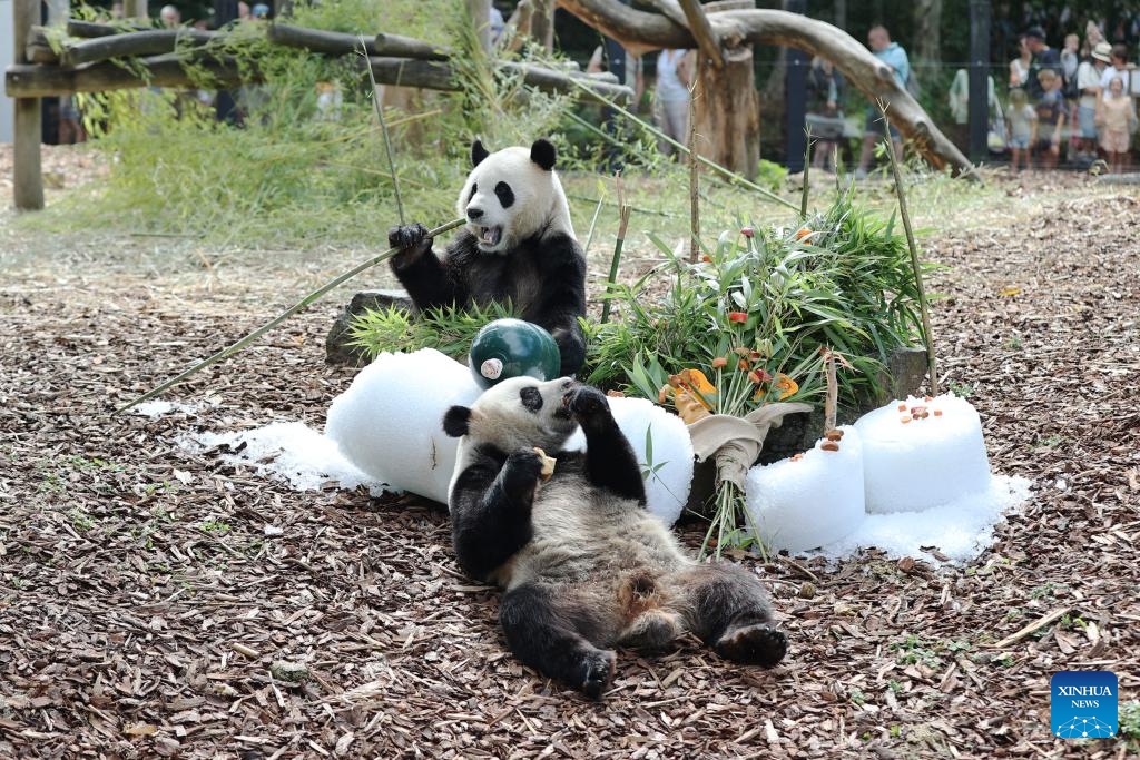 Panda twins celebrate 4th birthday at Pairi Daiza zoo in Belgium ...