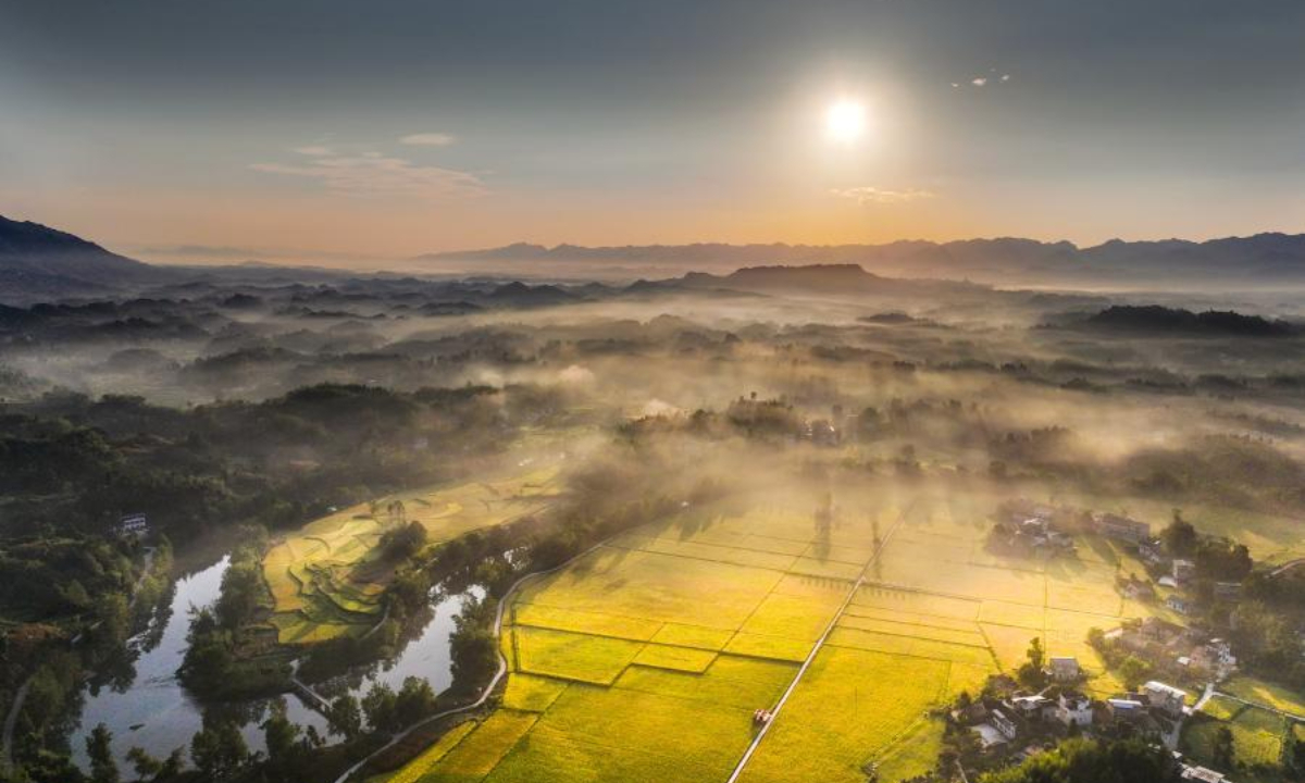 Rice paddy gleams under sunshine in Sichuan - Global Times