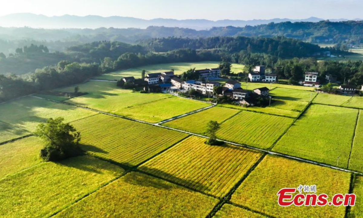 Rice paddy gleams under sunshine in Sichuan - Global Times