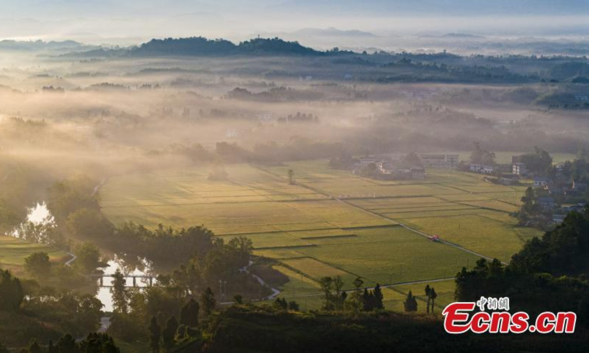 Rice paddy gleams under sunshine in Sichuan - Global Times