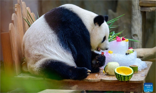 Giant panda "ambassadors" mark 17th birthday in Malaysia - Global Times
