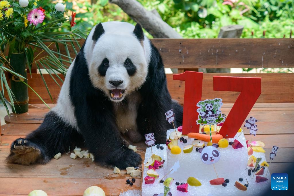 Giant panda "ambassadors" mark 17th birthday in Malaysia - Global Times
