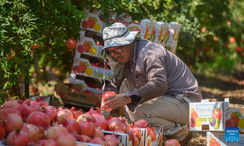 People harvest pomegranates in village of Yesud HaMa'ala, Israel ...