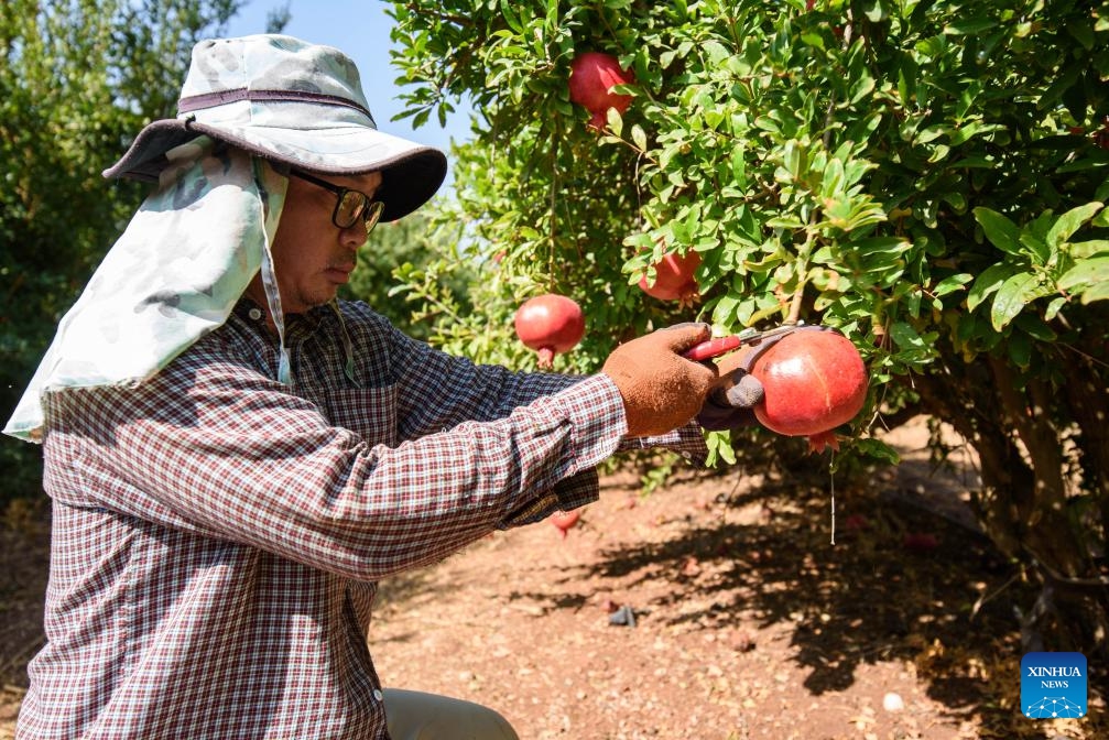 People harvest pomegranates in village of Yesud HaMa'ala, Israel ...