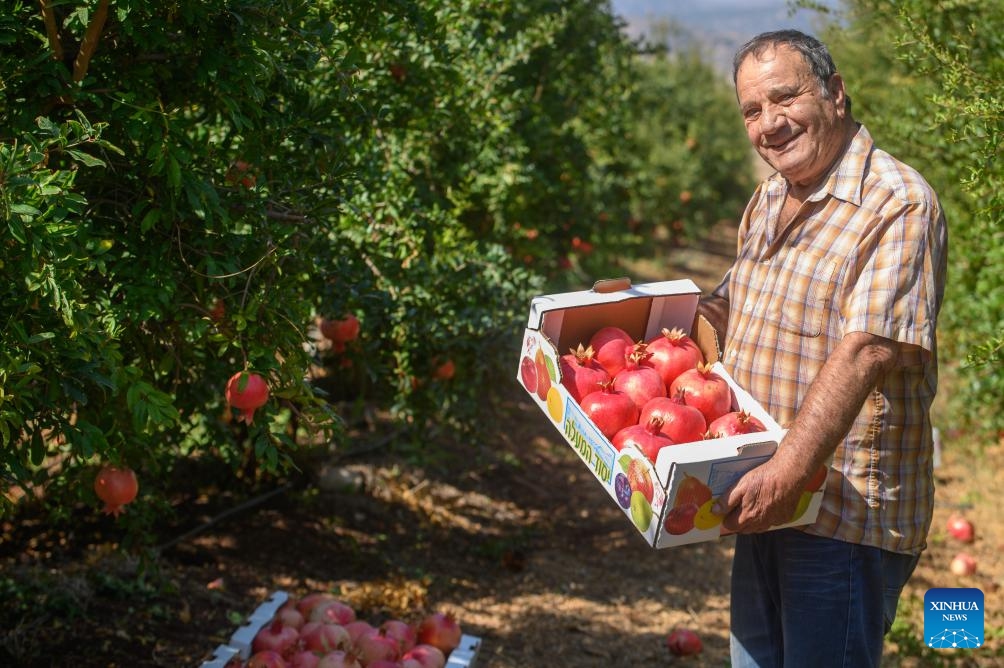 People harvest pomegranates in village of Yesud HaMa'ala, Israel ...