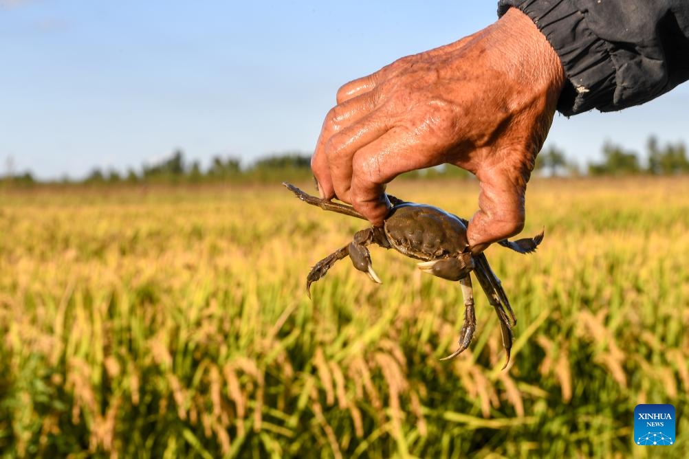 Wanchang Town in NE China's Jilin embraces harvest season of paddy rice - Global Times