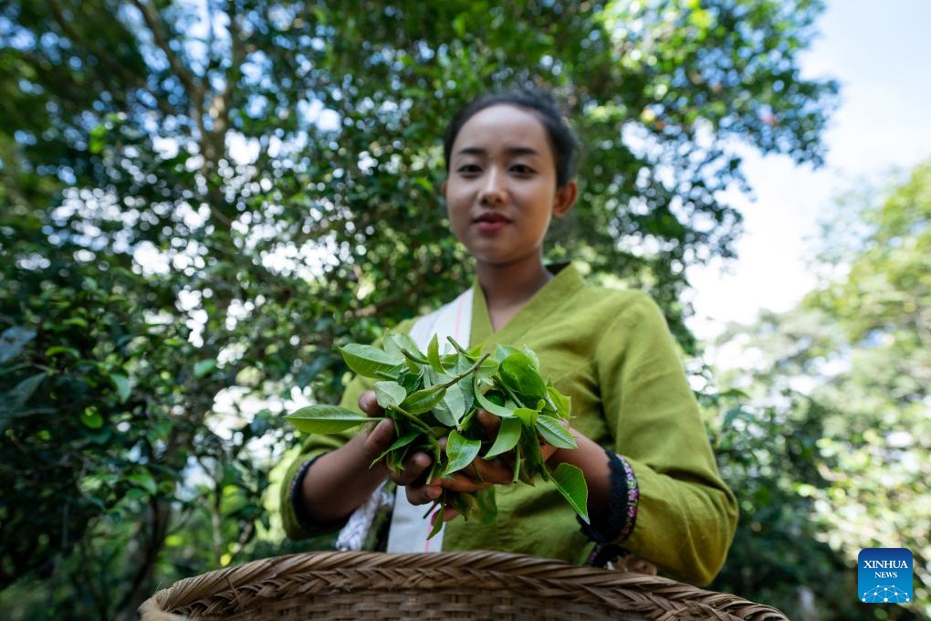 Farmers busy picking tea leaves in Pu'er, China's Yunnan - Global Times