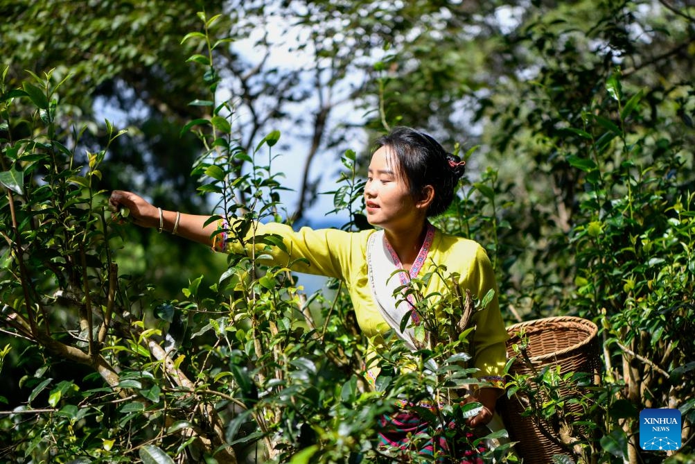 Farmers busy picking tea leaves in Pu'er, China's Yunnan - Global Times