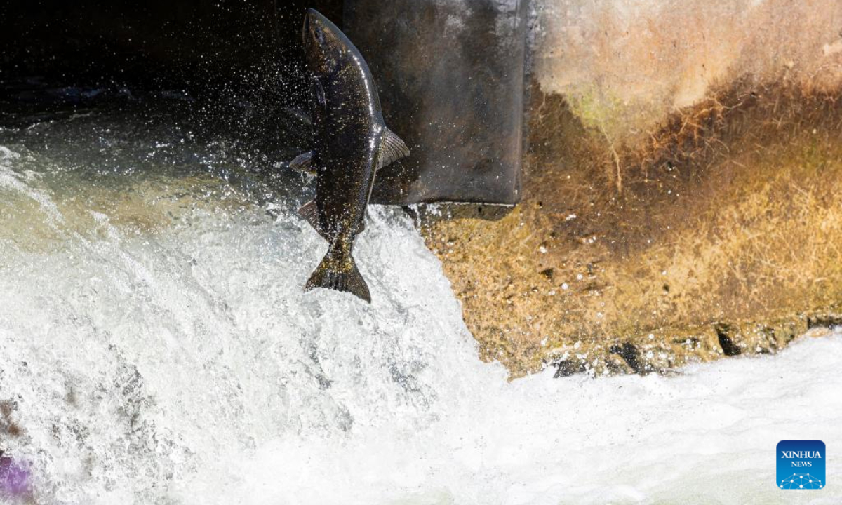 Fish migration to spawning grounds at Port Hope, Ontario - Global Times