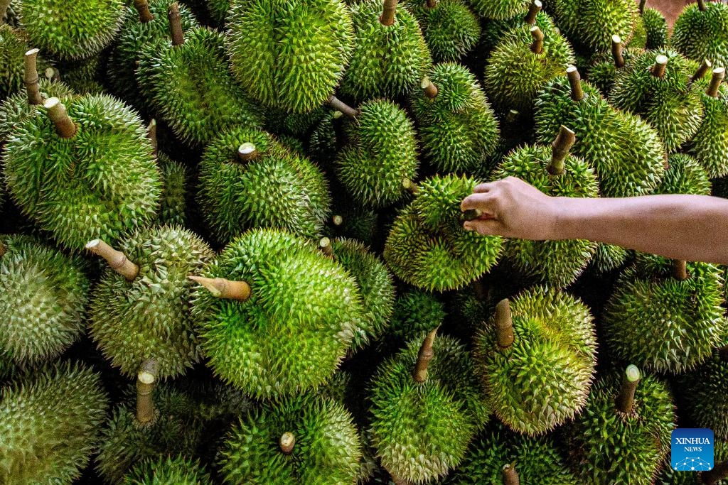 Durian trade emerges as symbol of booming China-ASEAN cooperation ...