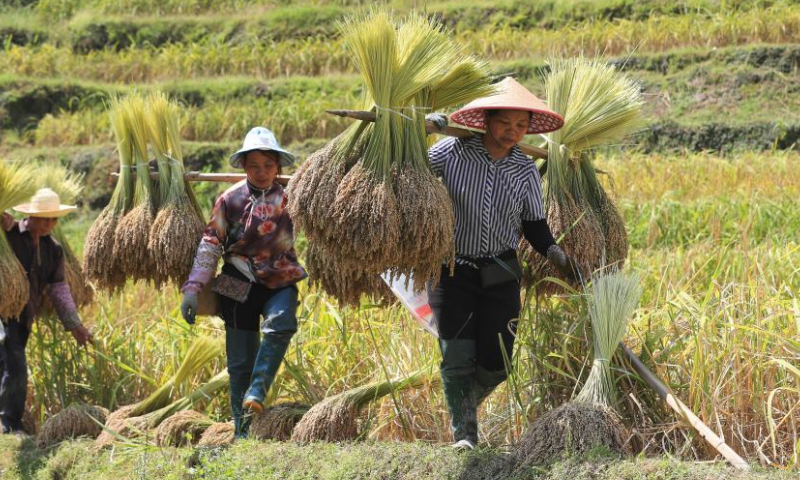 Time for autumn harvest across China - Global Times