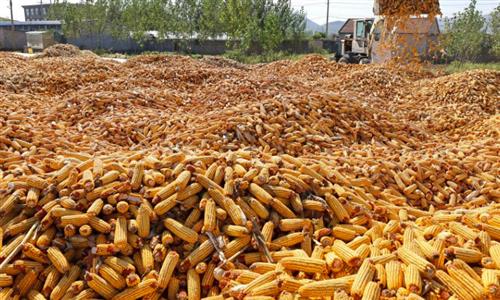 Autumn grains harvested across China - Global Times