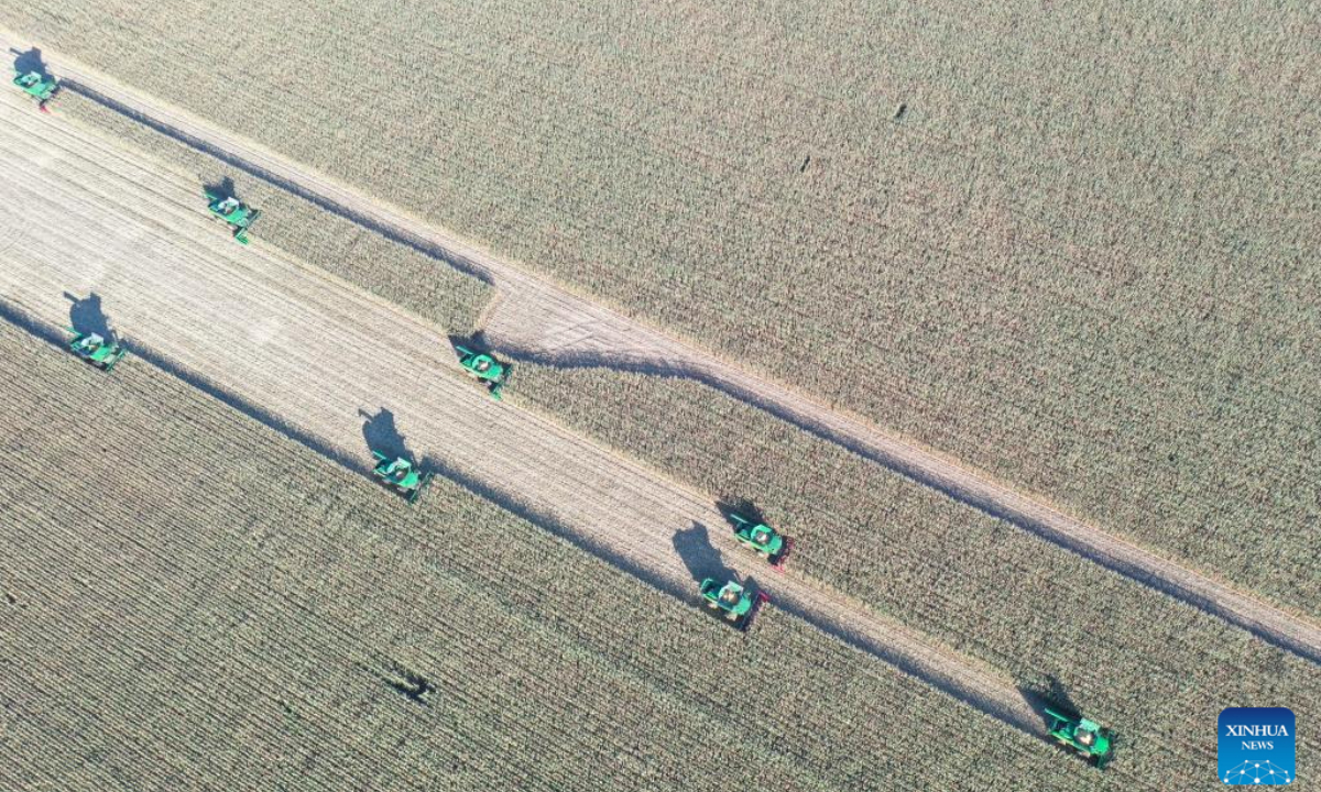 Farmers embrace corn harvest In NE China's Heilongjiang - Global Times