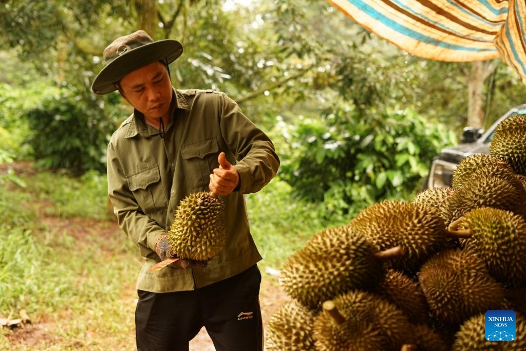 Durian trade emerges as symbol of booming China-ASEAN cooperation ...