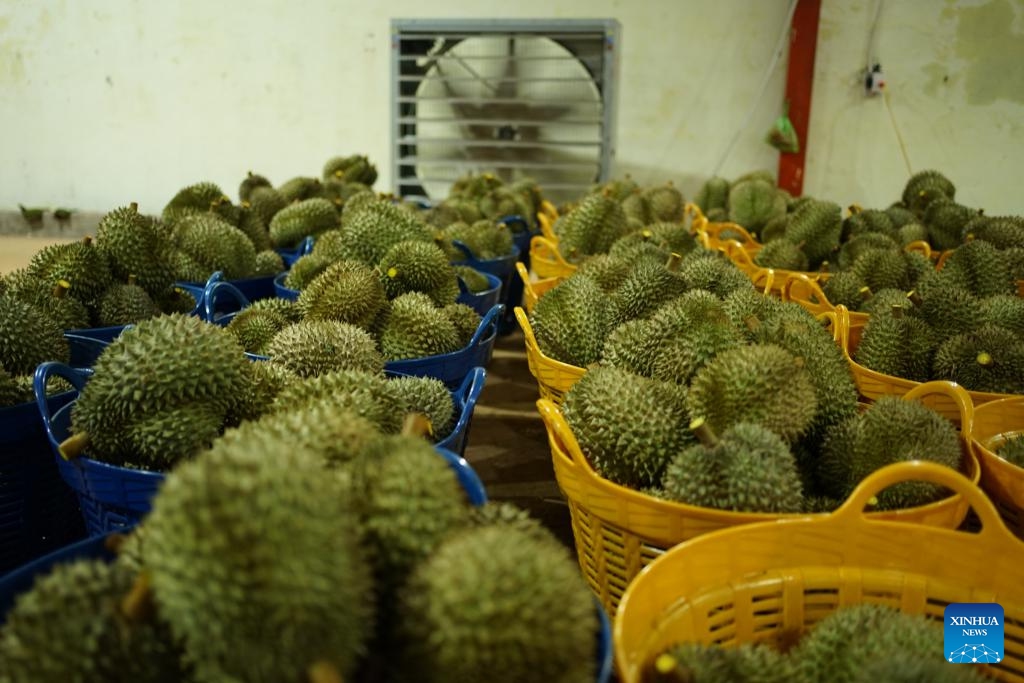 Durian trade emerges as symbol of booming China-ASEAN cooperation ...